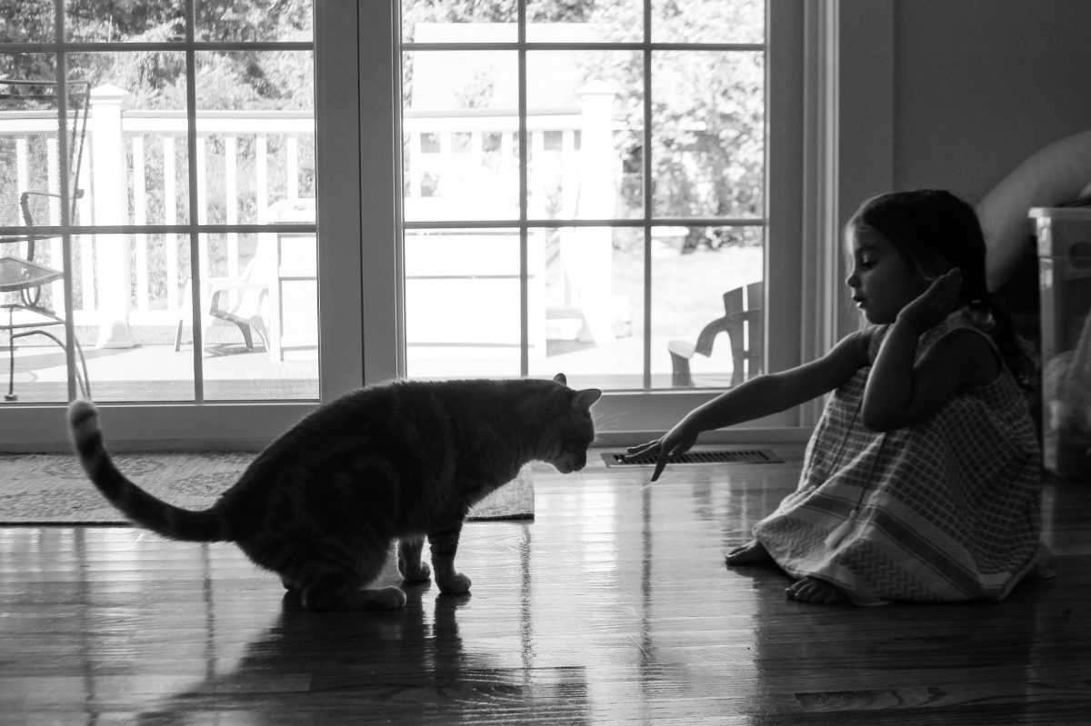 How to Make Your Cat Feel Appreciated After a Big Move
