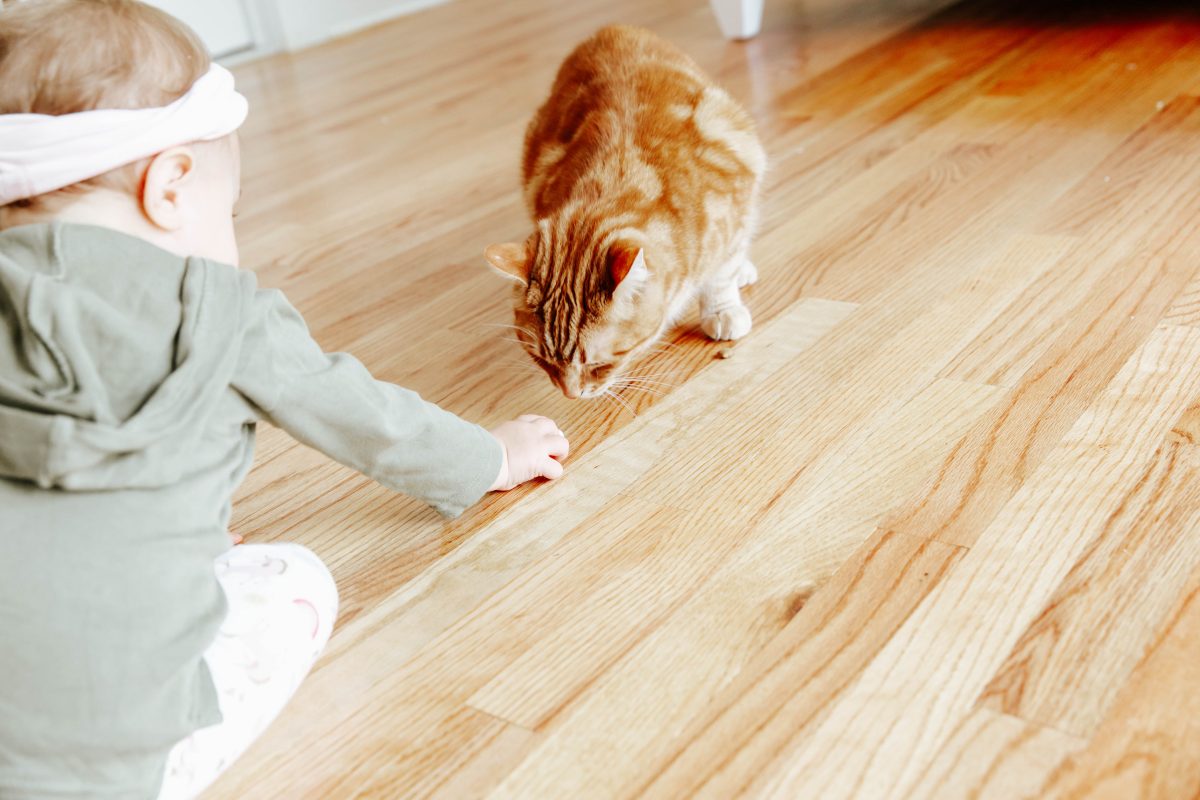 How to Create a Safe Space for Babies and Pets