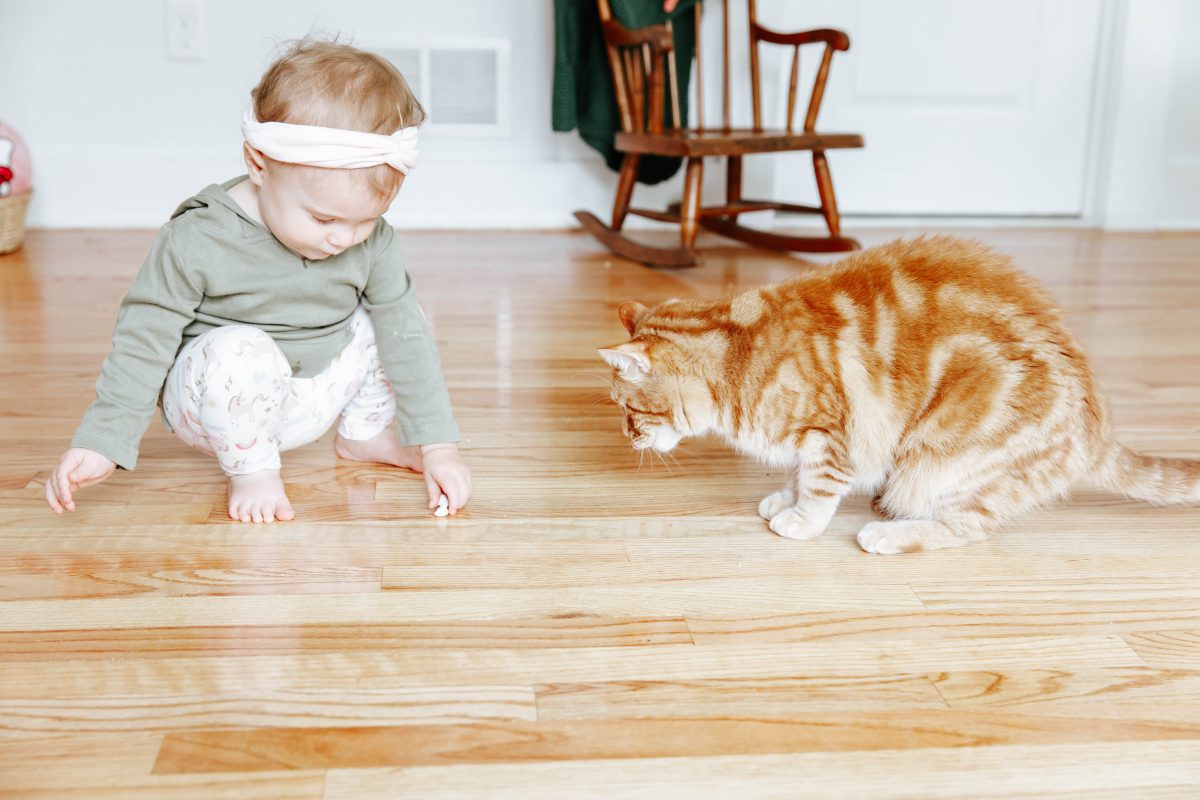 Five Reasons I Love My Cat | Caitlin Houston Blog